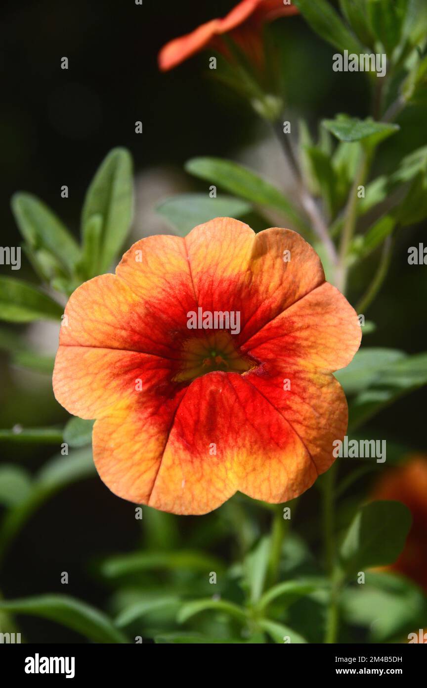 Single Orange/Red Veined Bicoloured Calibrachoa Calita 'Sunrise' Flower ...
