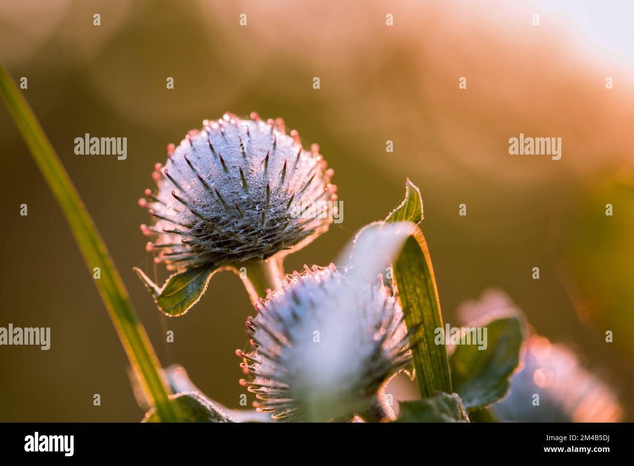 Thistle in close-up, balls with spikes Stock Photo - Alamy