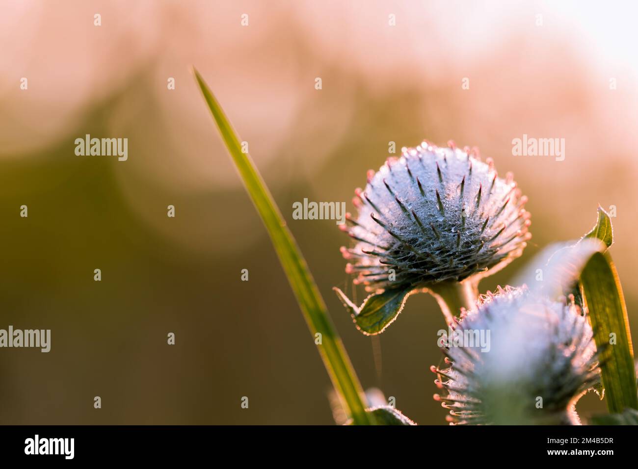 Thistle in close-up, balls with spikes Stock Photo - Alamy