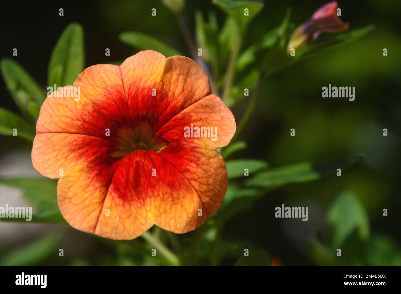 Single Orange/Red Veined Bicoloured Calibrachoa Calita 'Sunrise' Flower ...