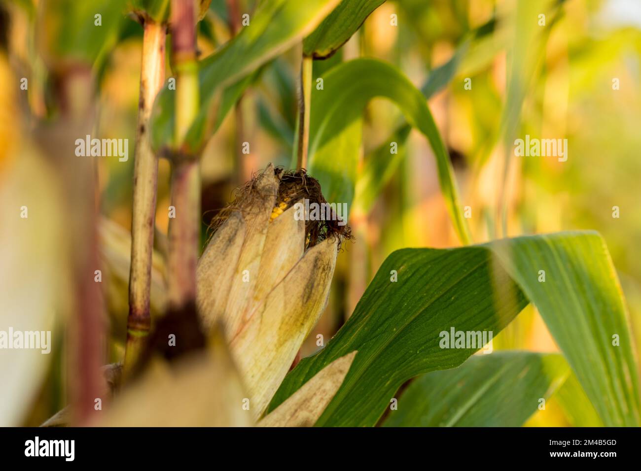 Corn field plantation growing up hi-res stock photography and images ...