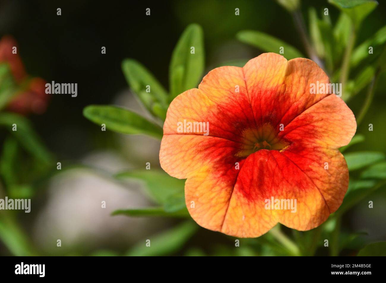 Orange veining hi-res stock photography and images - Alamy