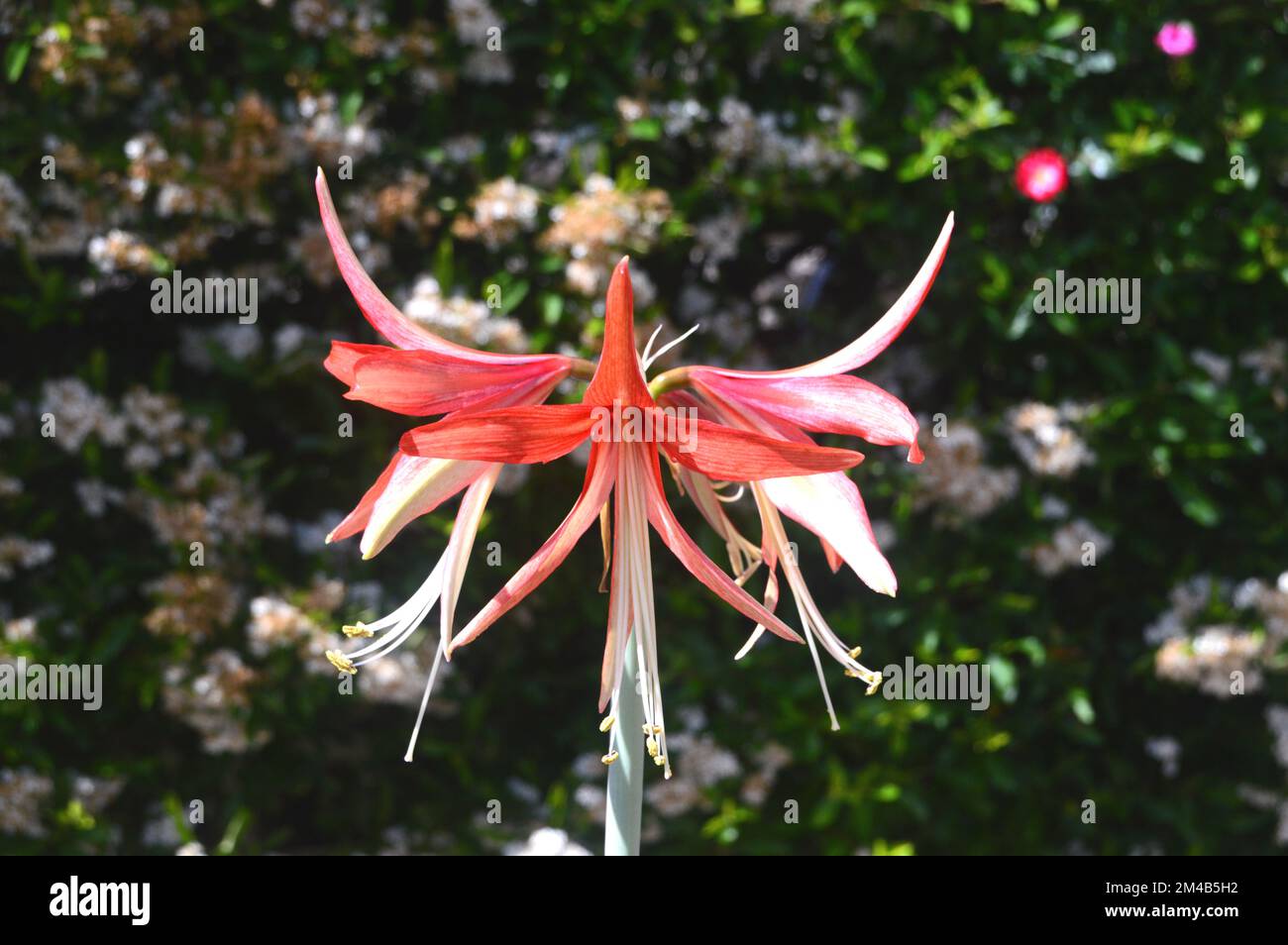 Single Pink Amaryllis Hippeastrum (Spider Group) 'Sumatra' Flower grown ...