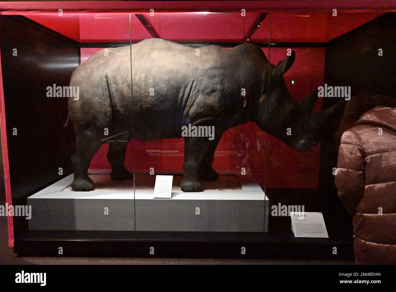 The Substitute, a video installation by artist Alexandra Daisy Ginsberg ...