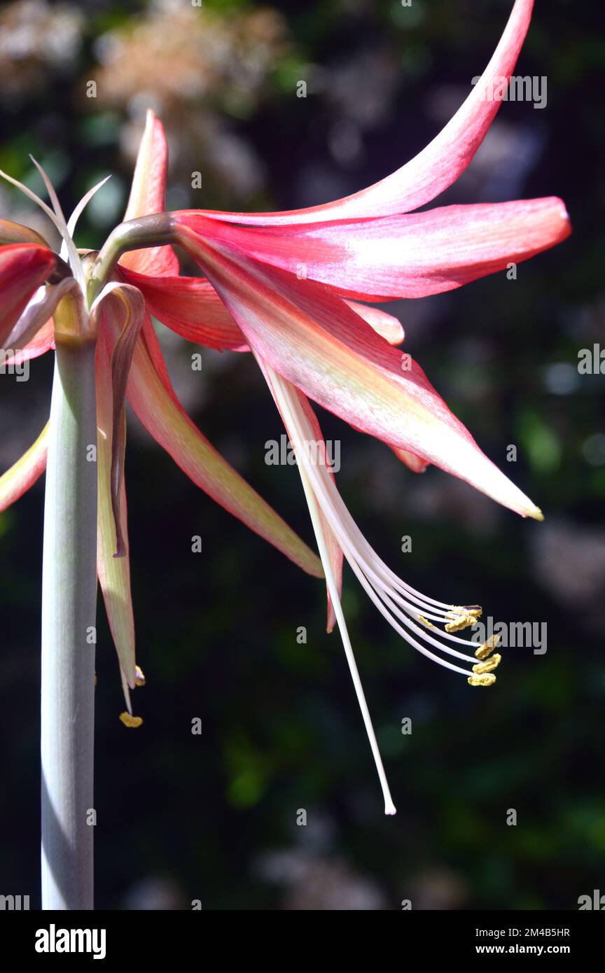 Single Pink Amaryllis Hippeastrum (Spider Group) 'Sumatra' Flower grown ...