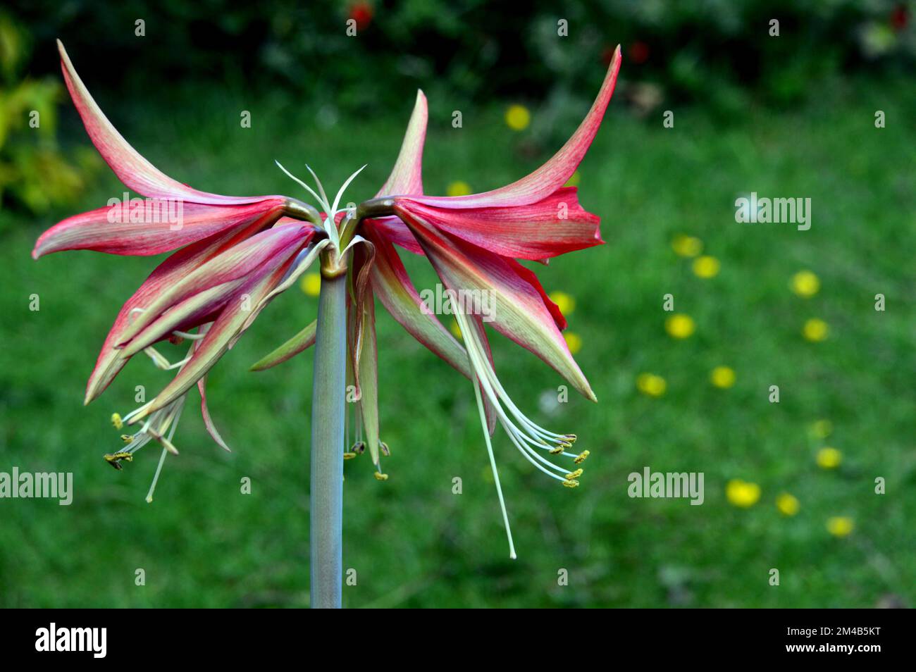 Single Pink Amaryllis Hippeastrum (Spider Group) 'Sumatra' Flower grown ...