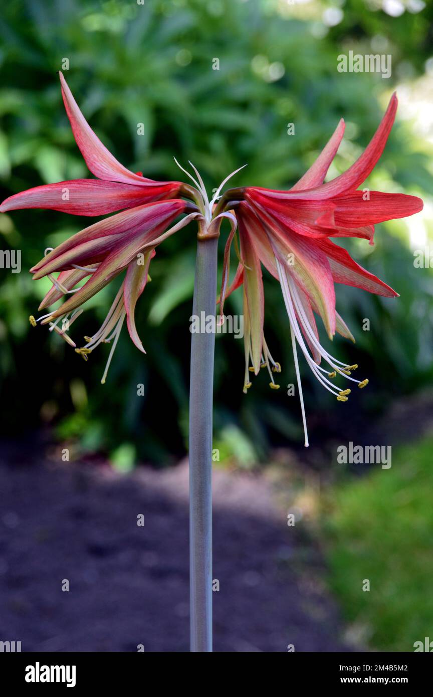 Single Pink Amaryllis Hippeastrum (Spider Group) 'Sumatra' Flower grown ...