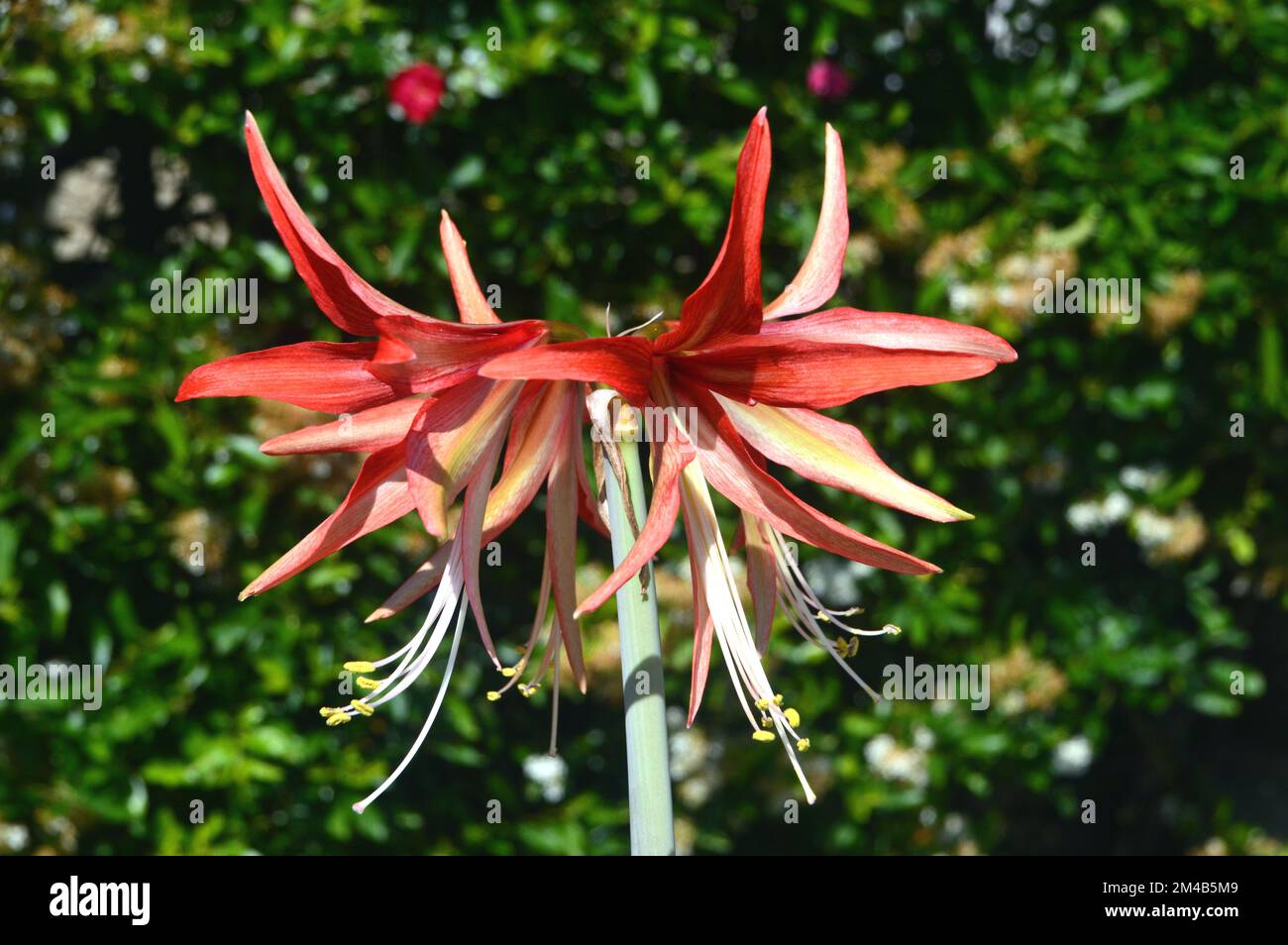 Single Pink Amaryllis Hippeastrum (Spider Group) 'Sumatra' Flower grown ...