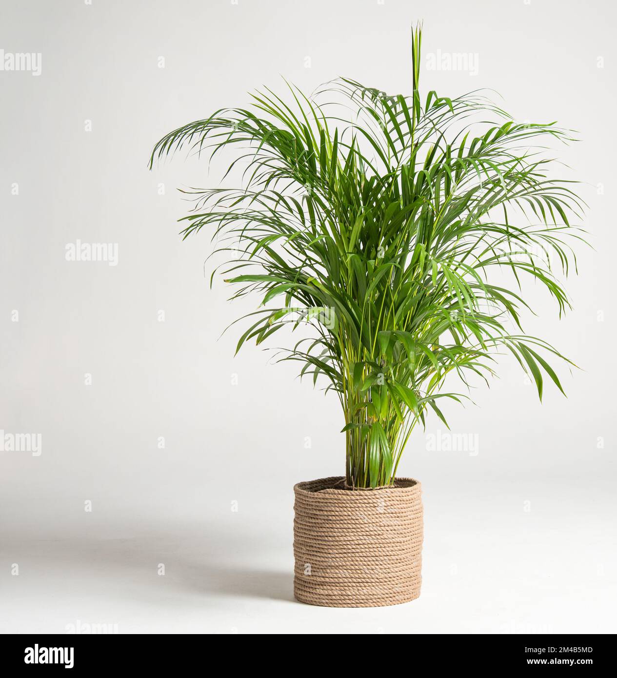 home plant palm howea forsteriana tree in a jute pot on a white ...
