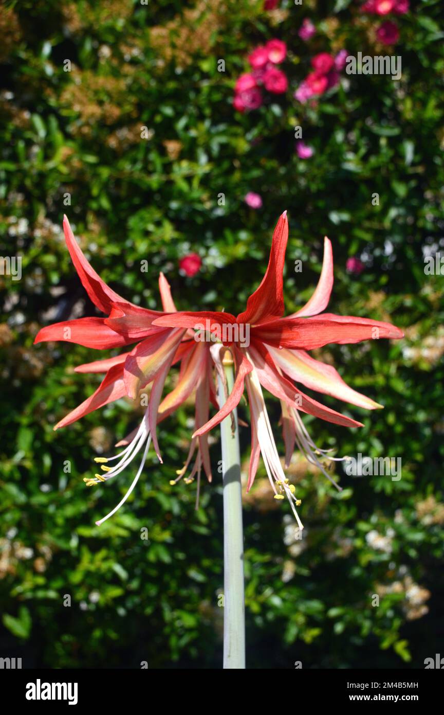 Single Pink Amaryllis Hippeastrum (Spider Group) 'Sumatra' Flower grown ...