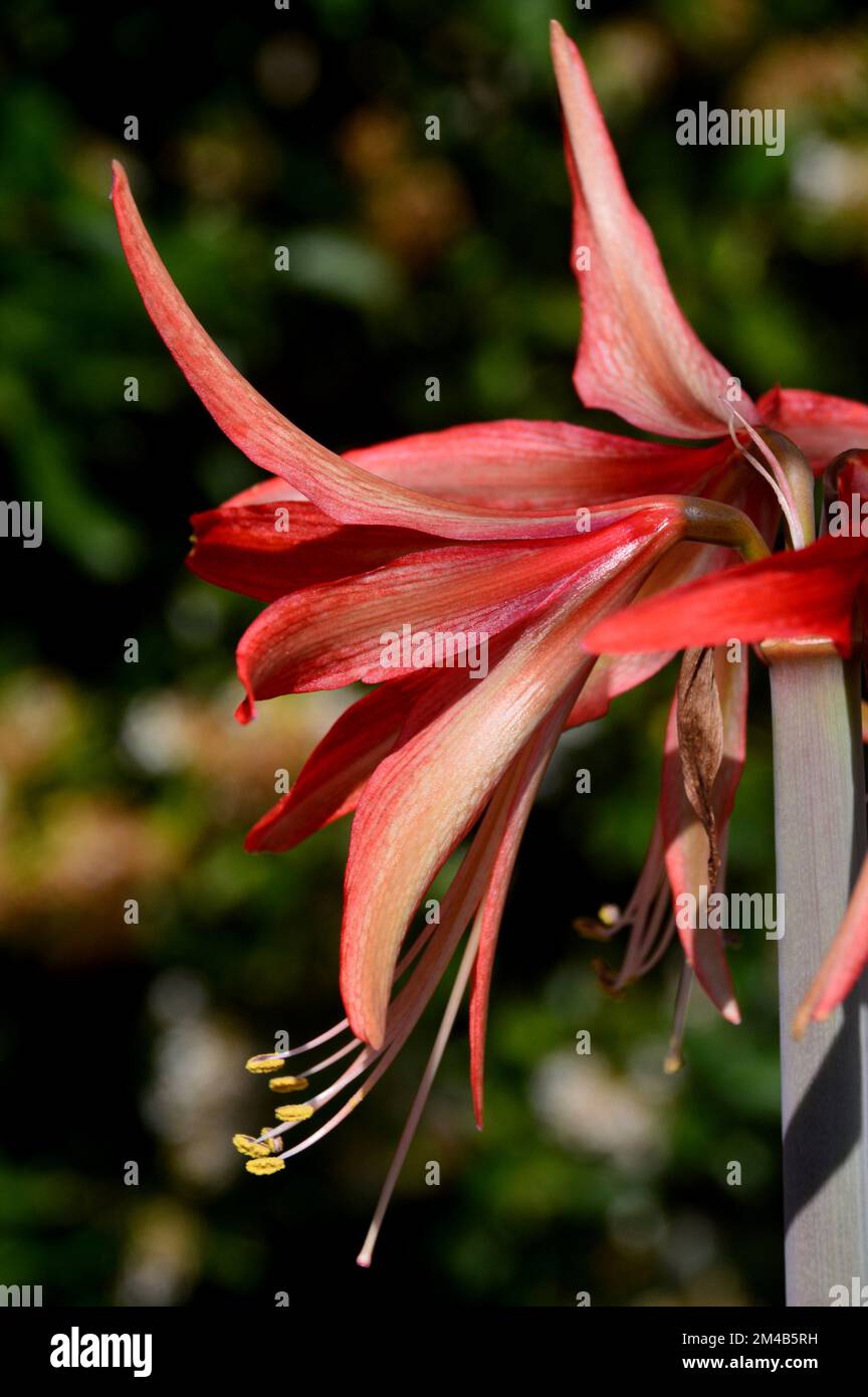 Single Pink Amaryllis Hippeastrum (Spider Group) 'Sumatra' Flower grown ...