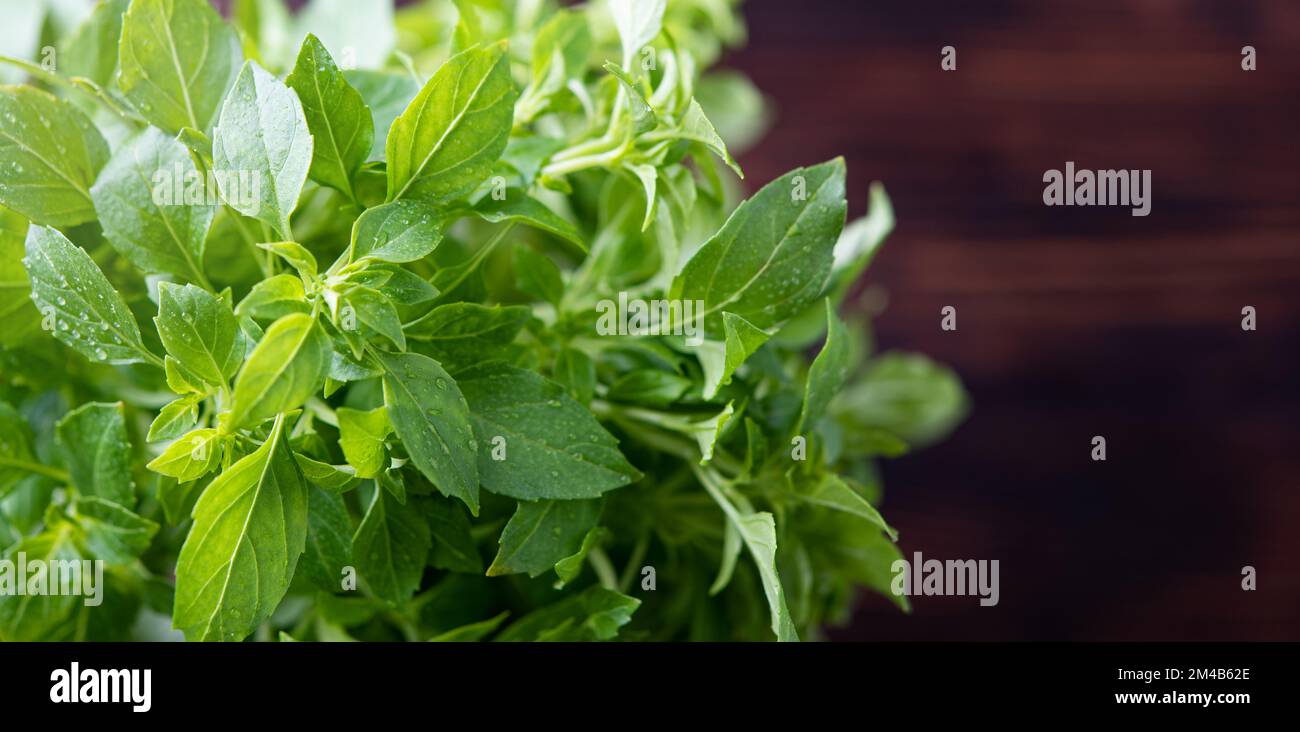 Healthy food. Fresh aromatic basil on a brown wooden background. Macro ...