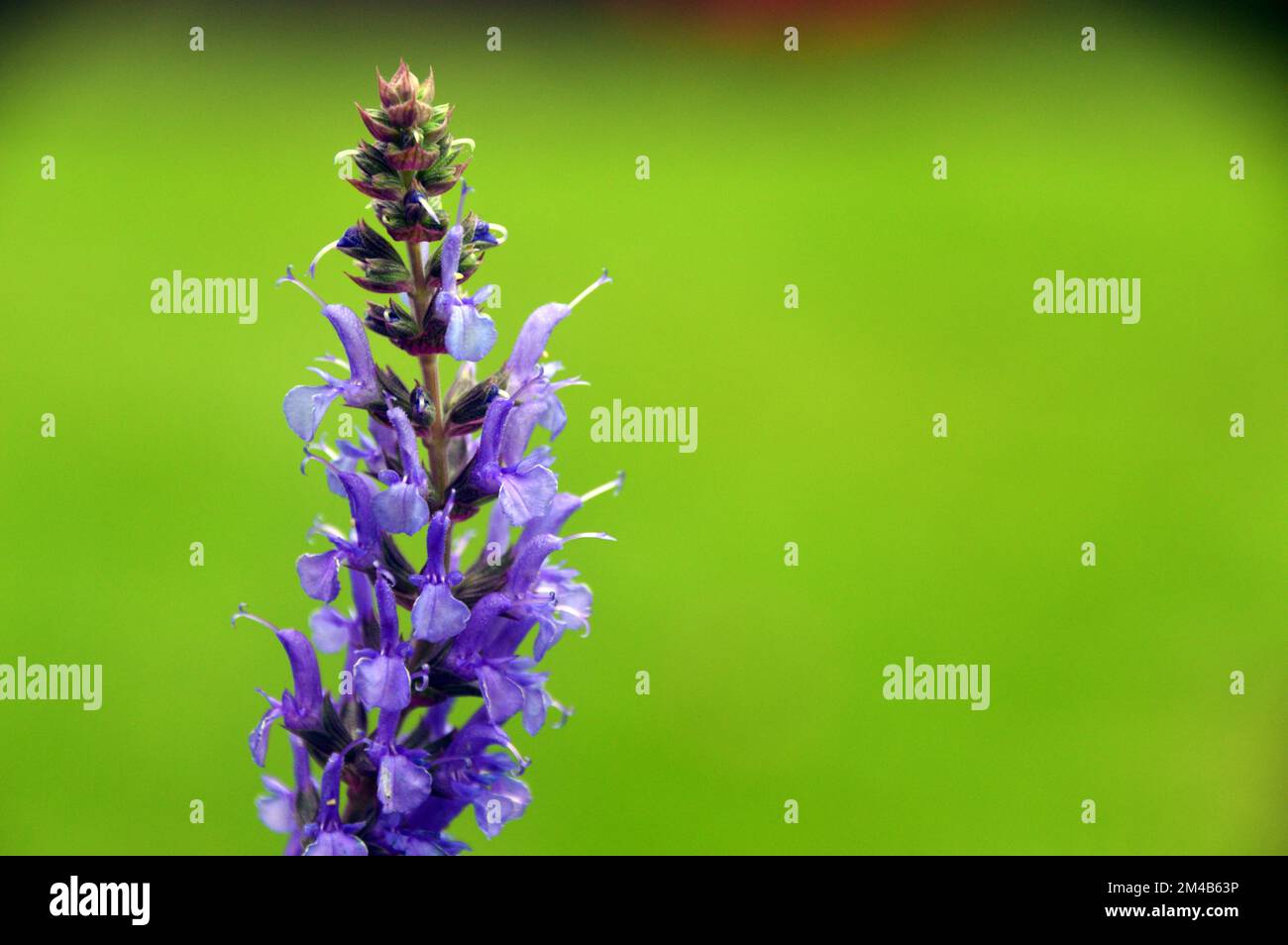 Single Spike of Blue Salvia x sylvestris 'Blue Hill' ('Blauhugel' Sage ...