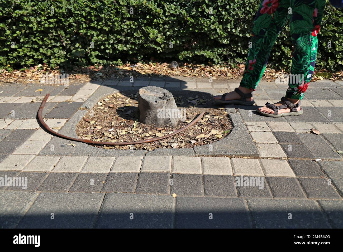 Pedestrian safety problem. City sidewalk tree stump tripping hazard ...