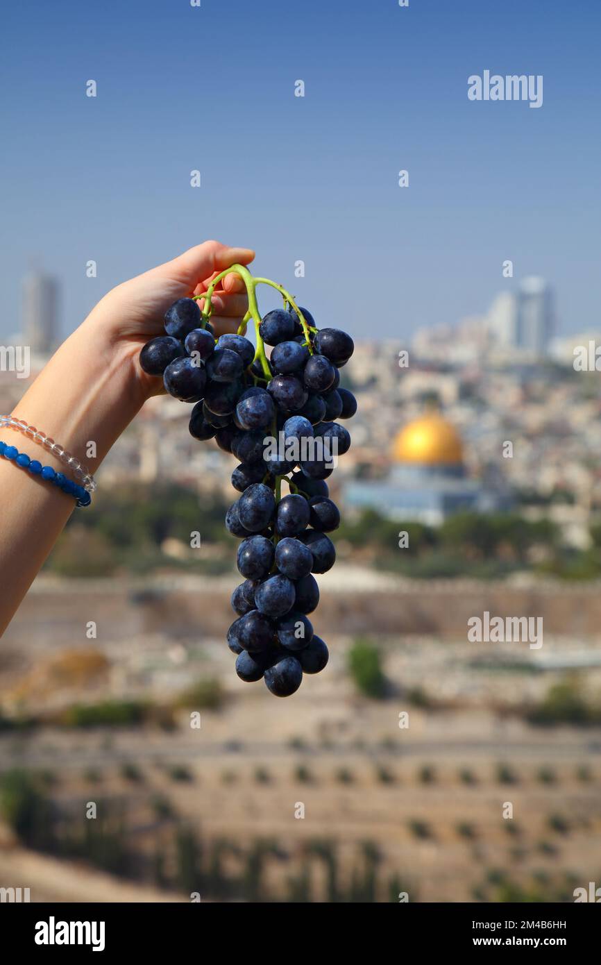 Israeli blue grapes. Bunch of grapes with Jerusalem city in the ...