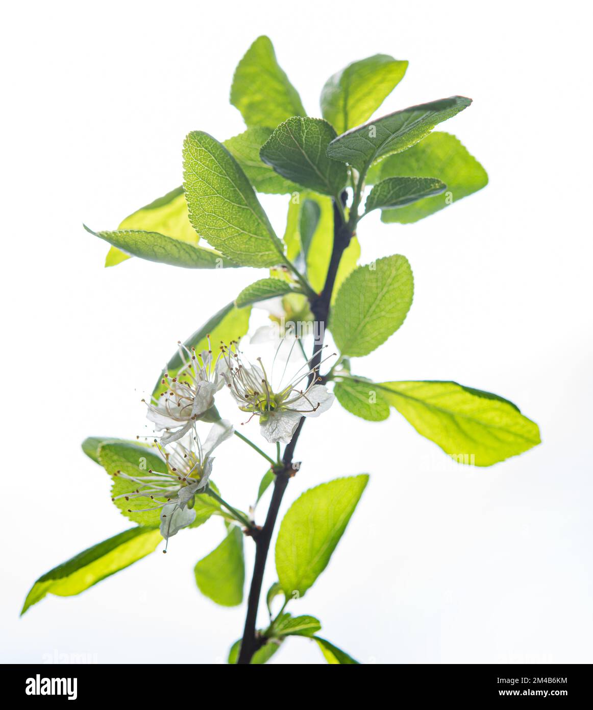 X-ray concept. Cherry blossom on a white background. Macro and close up ...