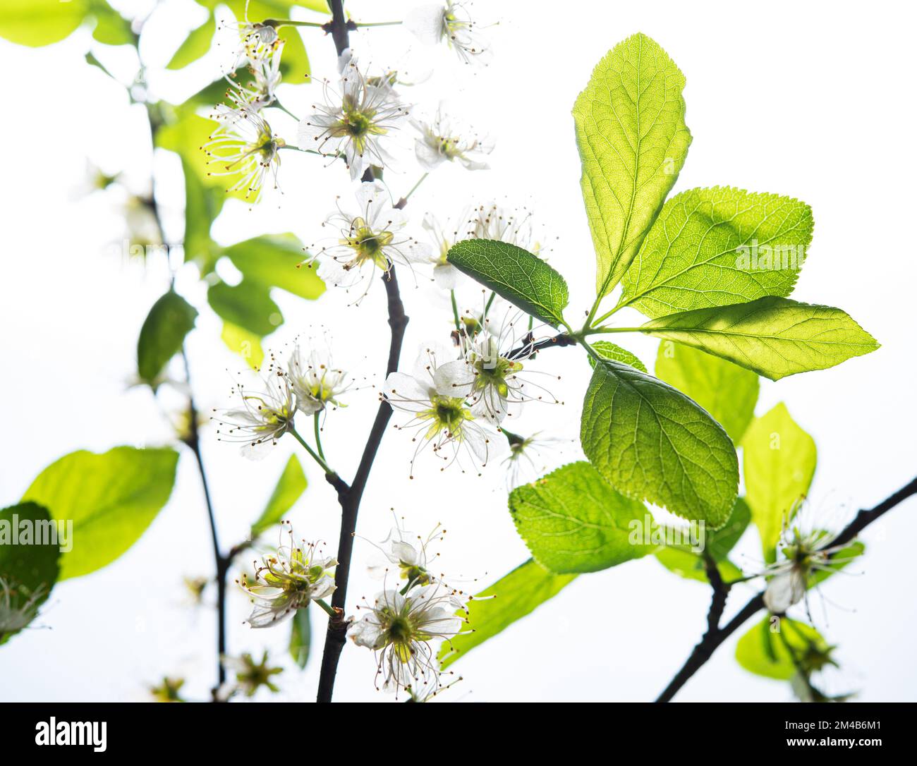 X-ray concept. Cherry blossom on a white background. Macro and close up ...
