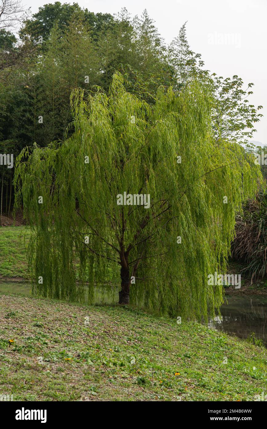 A vertical shot of a willow tree (Salix) in the forest Stock Photo - Alamy