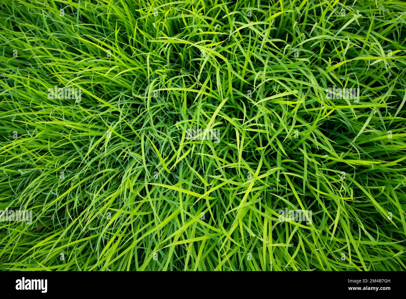 Green Rice seedlings plant texture background wallpaper Stock Photo - Alamy
