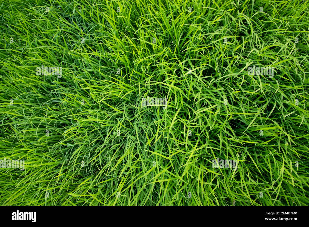 Green Rice seedlings plant texture background wallpaper Stock Photo - Alamy