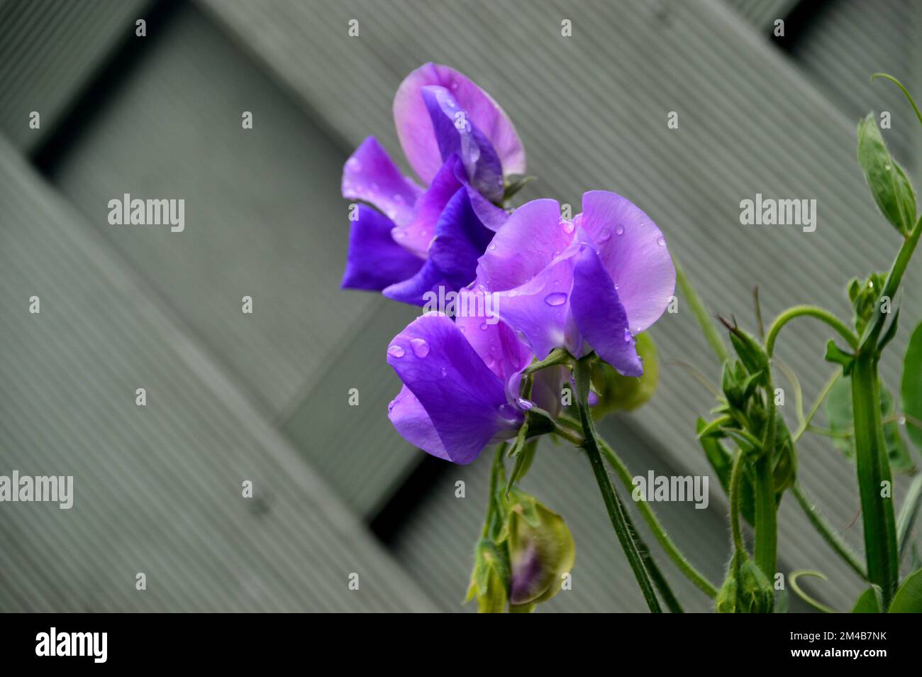 Single Purple Lathyrus odoratus 'Blue Velvet' (Sweet Pea) Flower grown ...
