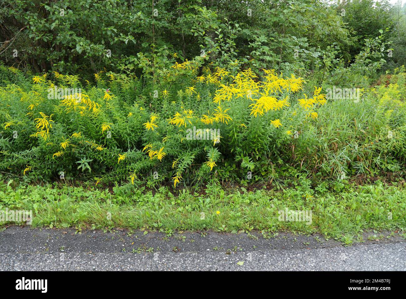 Invasive weed species in Europe. Canada goldenrod plant (Solidago ...