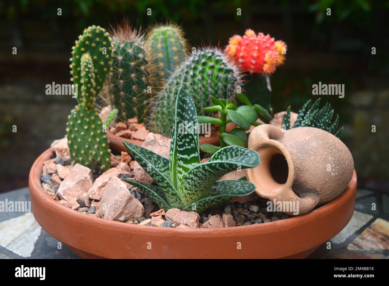 Terracotta Bowl with a Variety of Small Cactus Plants & Small ...