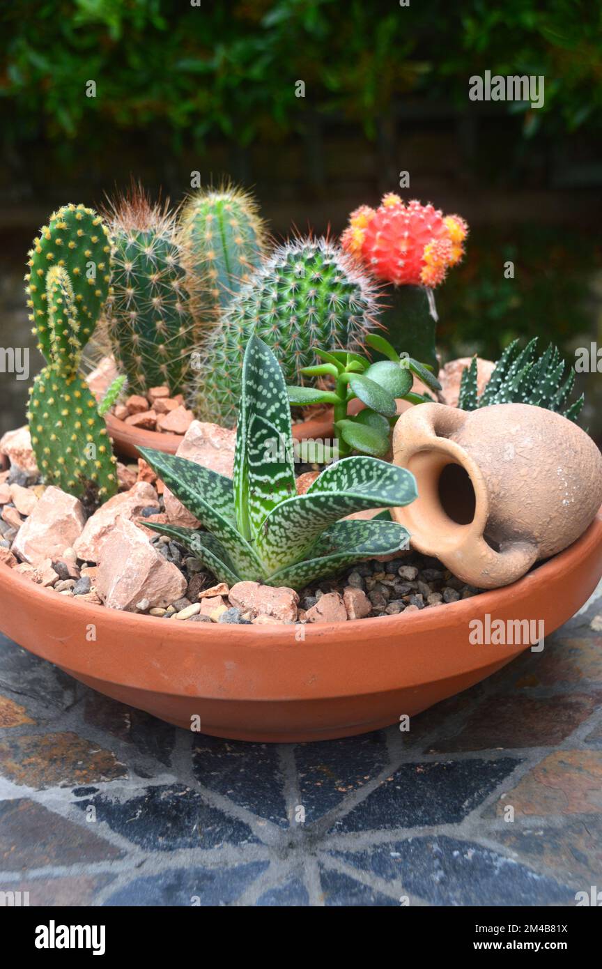Terracotta Bowl with a Variety of Small Cactus Plants & Small ...