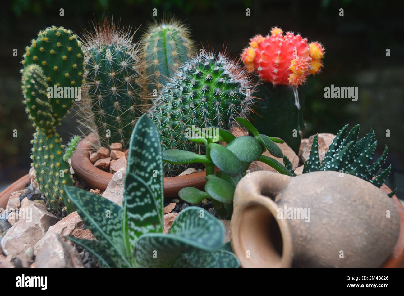 Terracotta Bowl with a Variety of Small Cactus Plants & Small ...