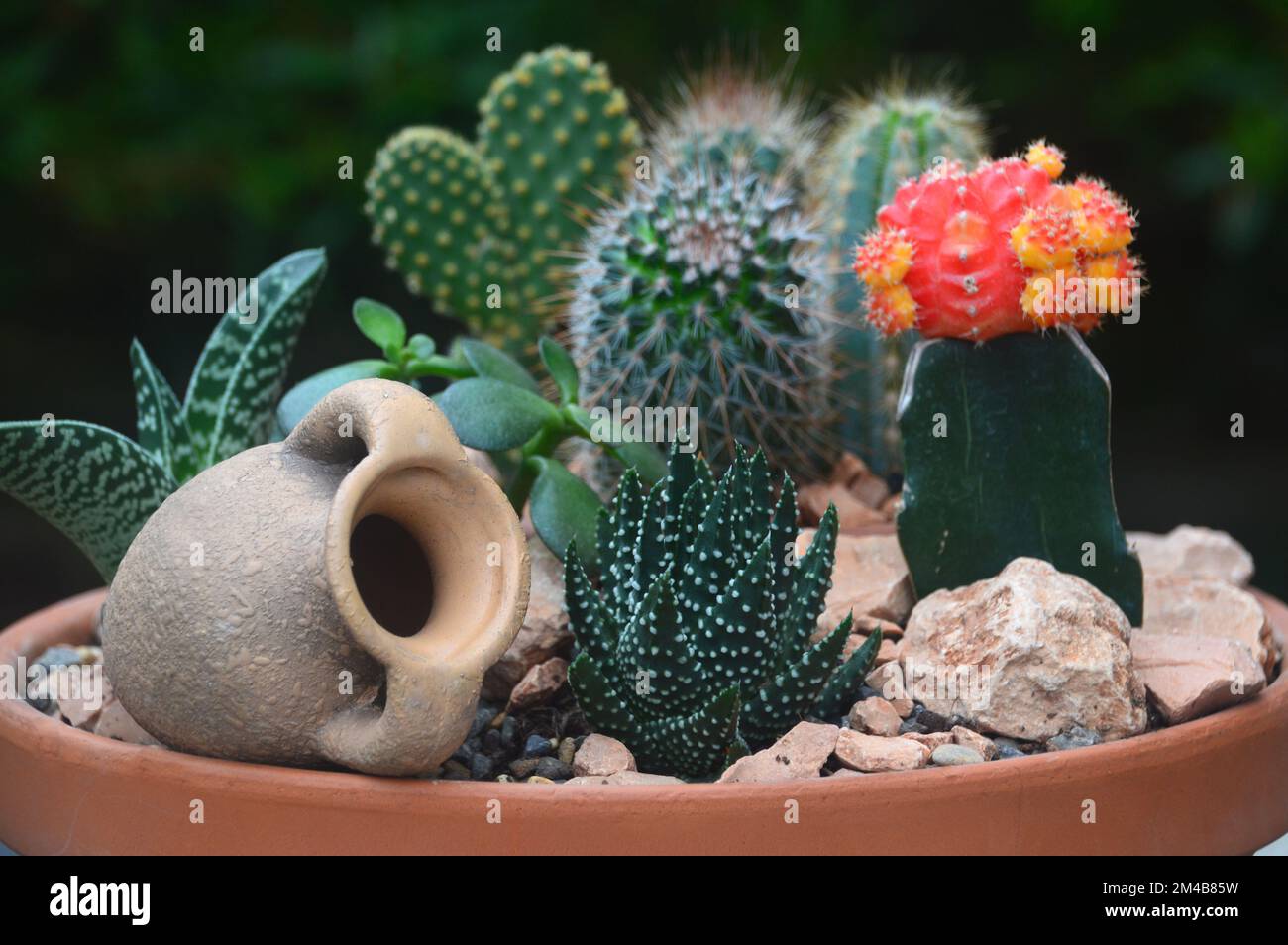 Terracotta Bowl with a Variety of Small Cactus Plants & Small ...