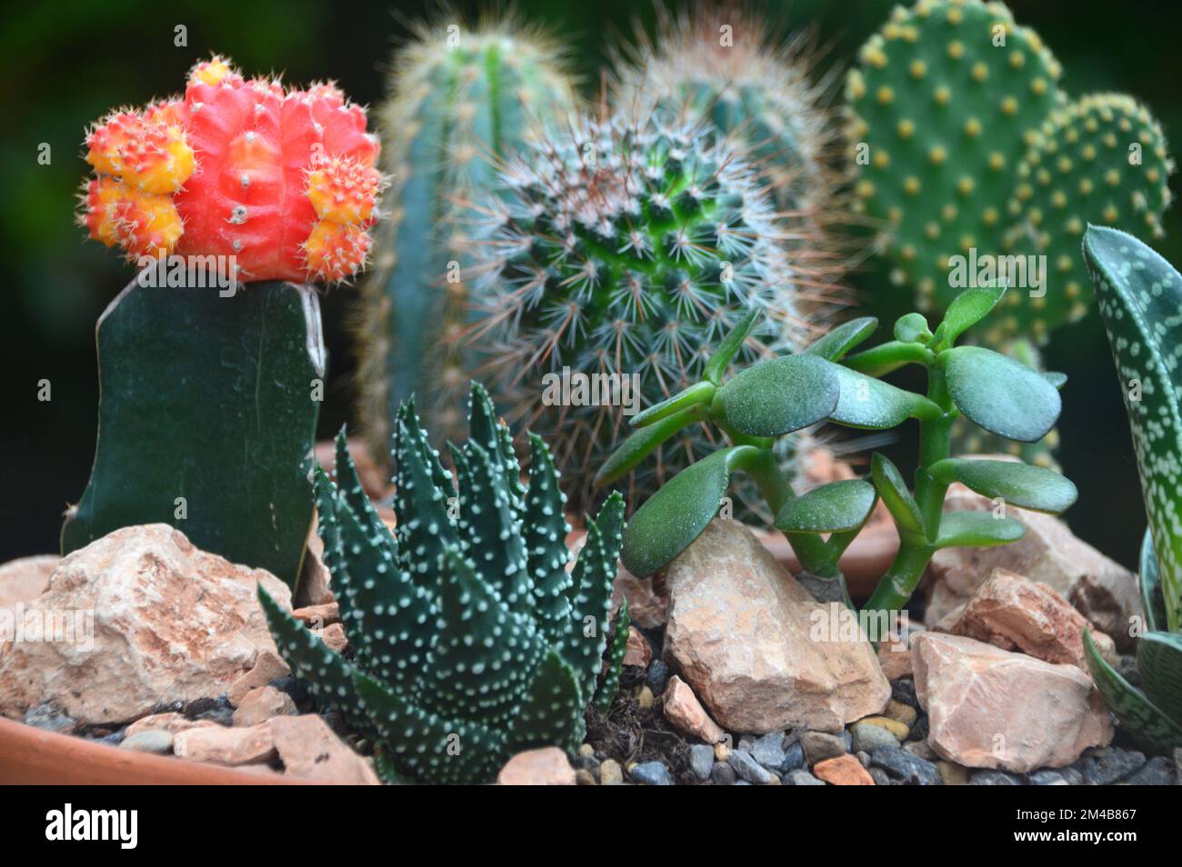 Close up of a Variety of Small Cactus Plants on Display on a Patio ...
