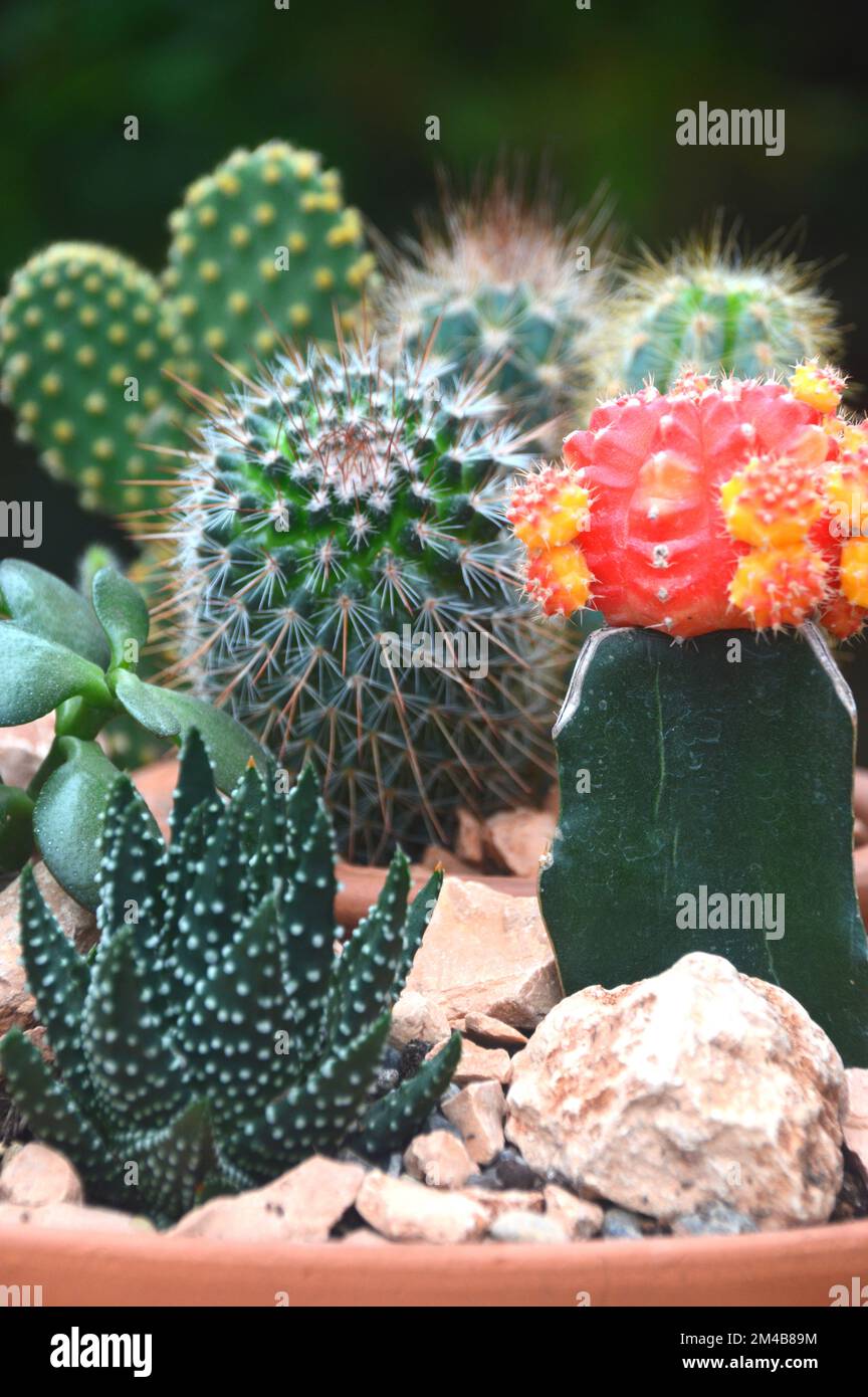 Close up of a Variety of Small Cactus Plants on Display on a Patio ...