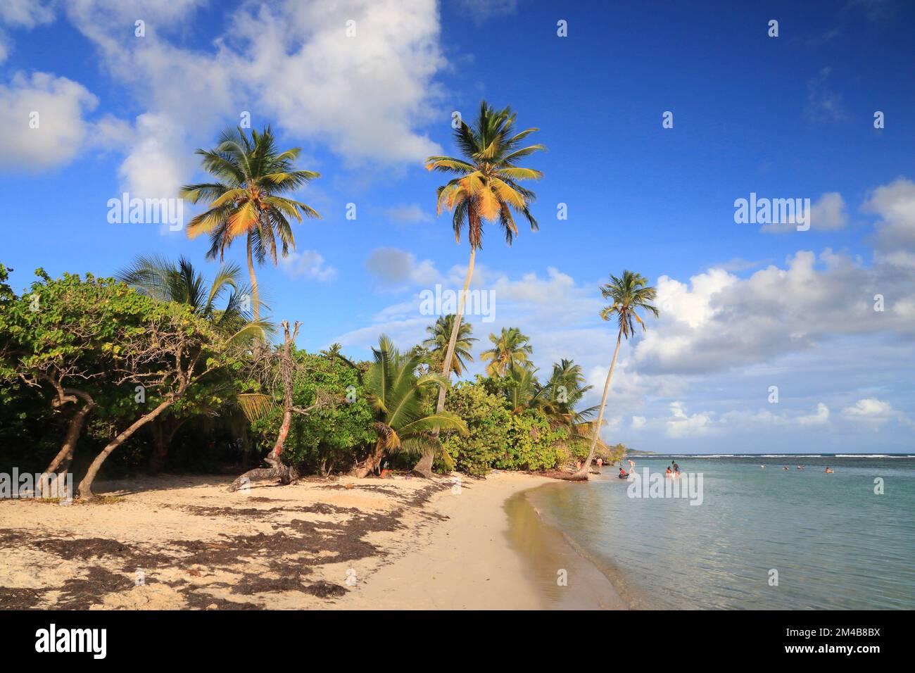 Guadeloupe sandy beach. Caribbean vacation landscape. Bois Jolan Beach ...