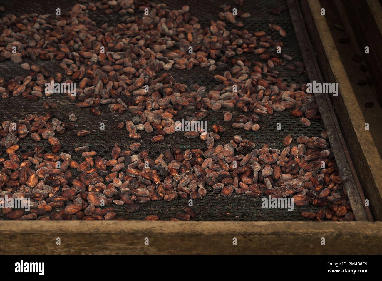 Cocoa industry in Caribbean island of Guadeloupe. Air drying cocoa ...