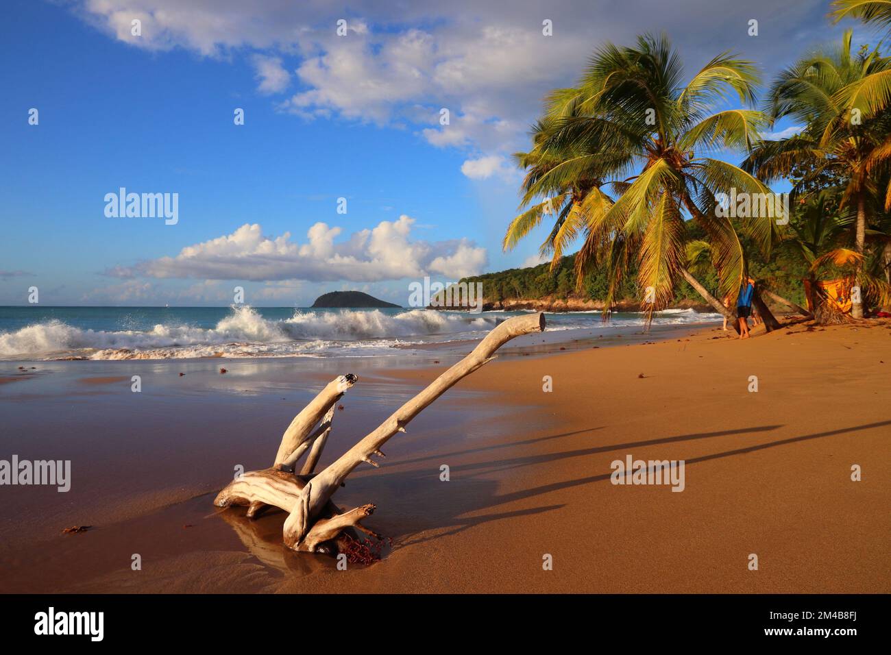 Guadeloupe sandy beach. Caribbean vacation landscape. Perle Beach ...