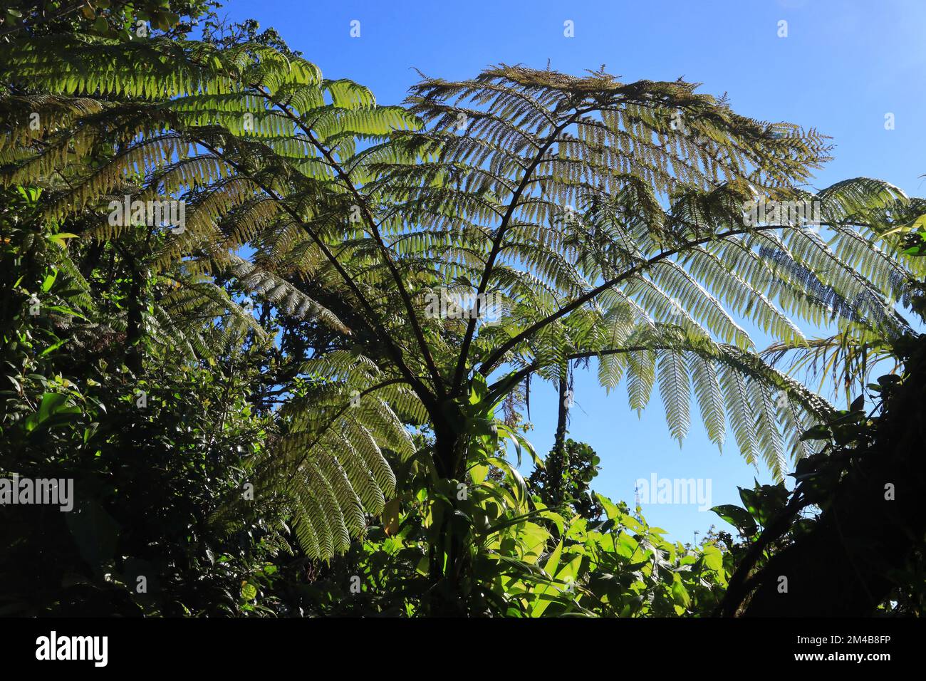 Volcano La Soufriere rainforest hiking trail in Guadeloupe. Green ...