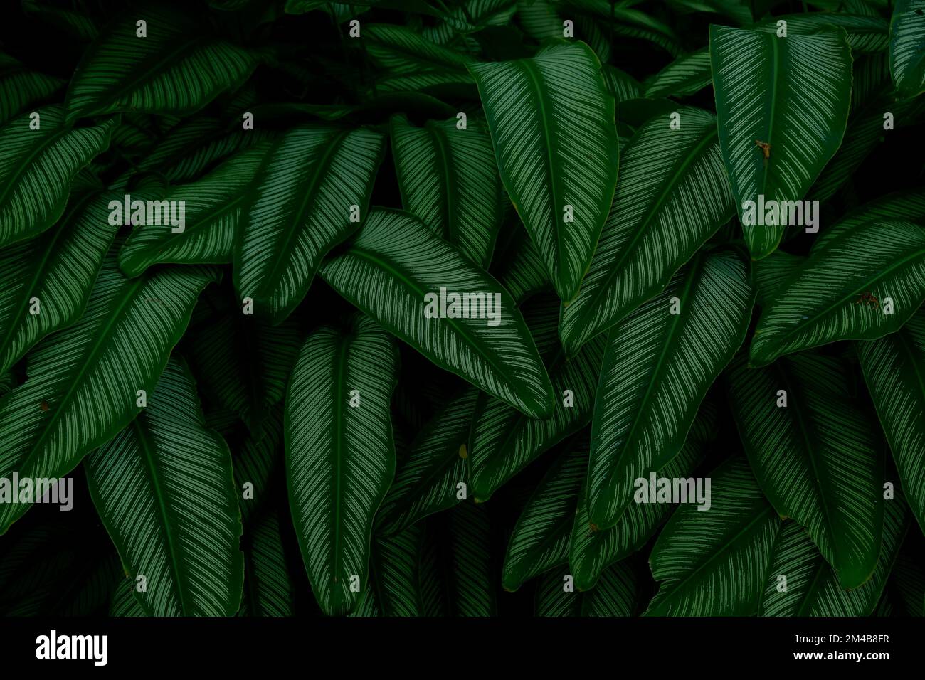 Dark jungle plant leaves texture. Natural green texture at a botanical garden Stock Photo - Alamy