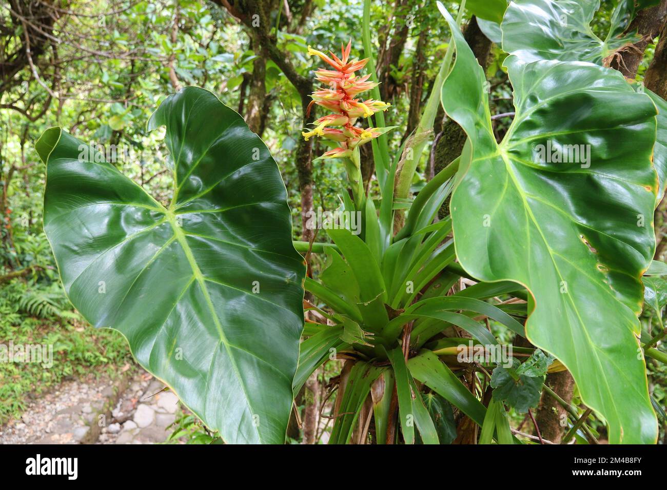 Bromeliad plant in Guadeloupe - Guzmania megastachia species. La ...
