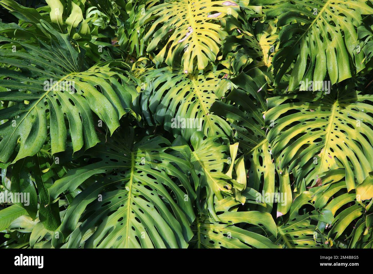 Monstera plant leaves background. Natural jungle green background at a ...