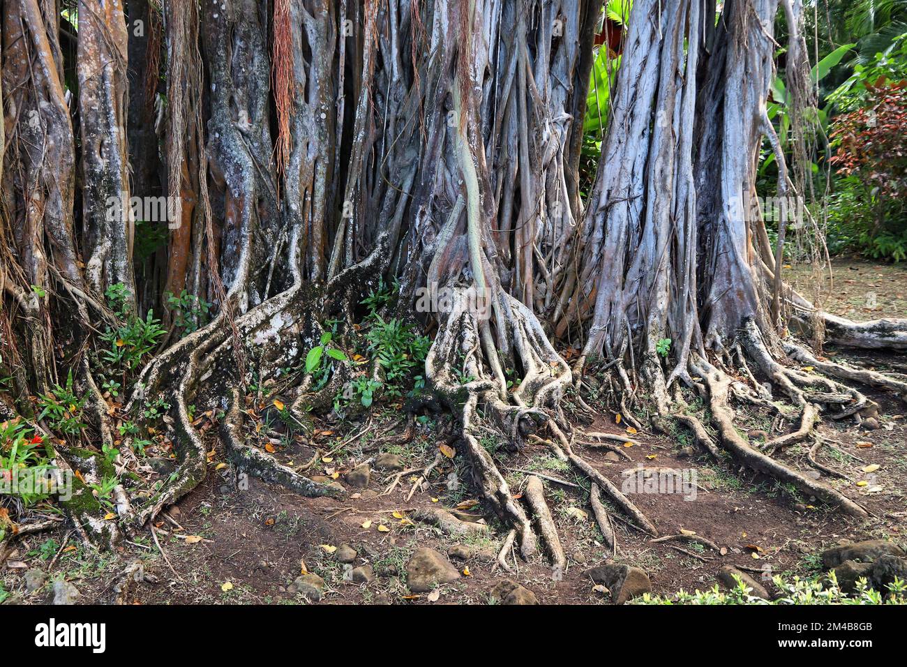 Guadeloupe - Caribbean vacation destination. Botanical Garden in ...
