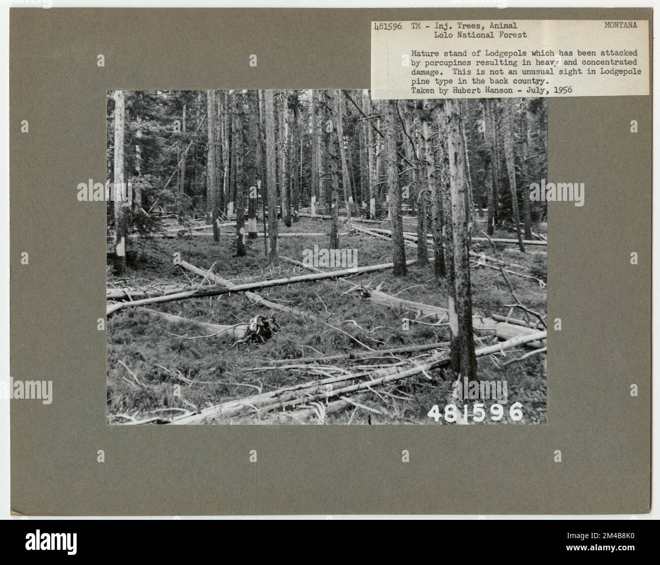 Animal Damage - Montana. Photographs Relating to National Forests ...
