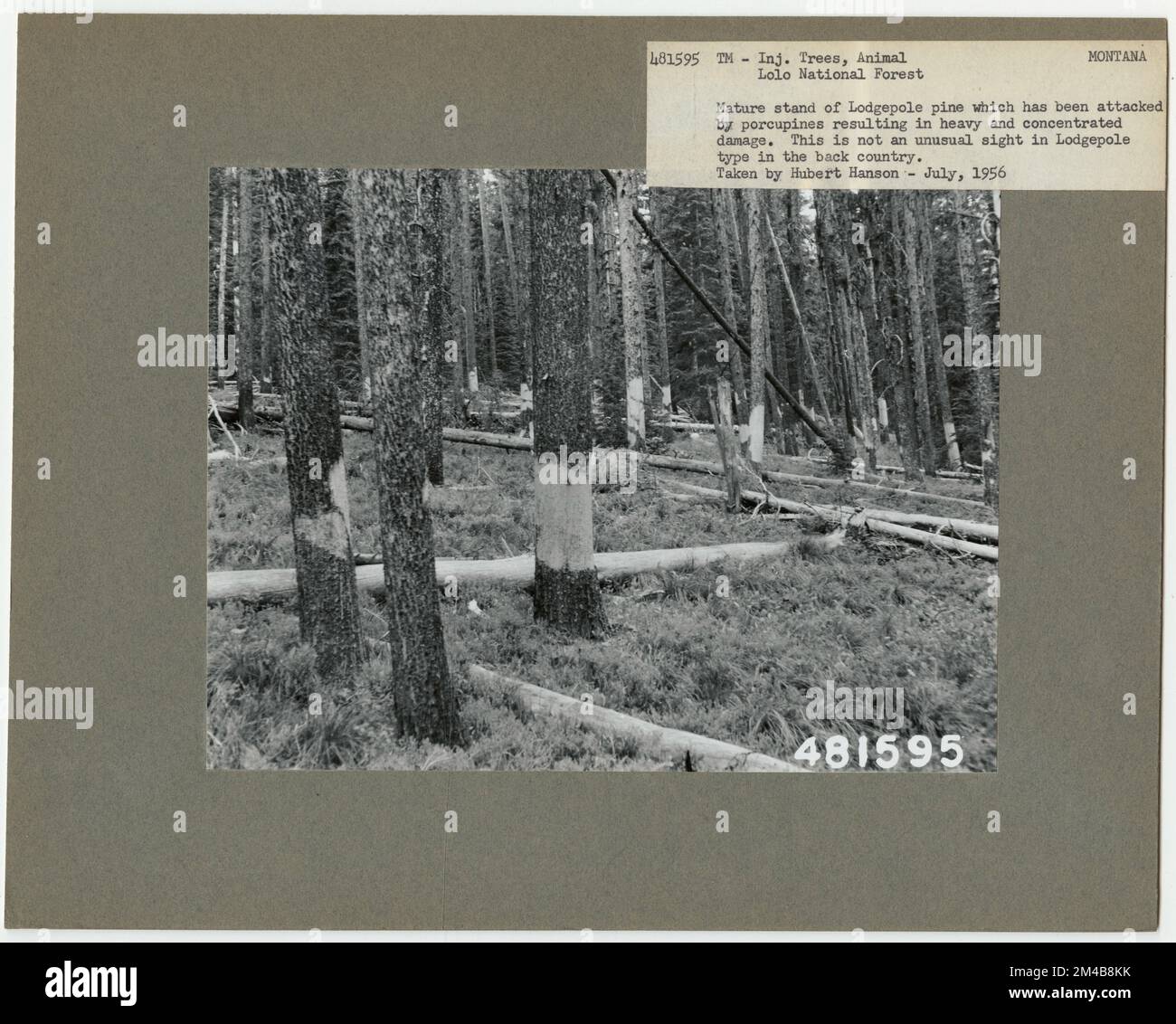 Animal Damage - Montana. Photographs Relating to National Forests ...