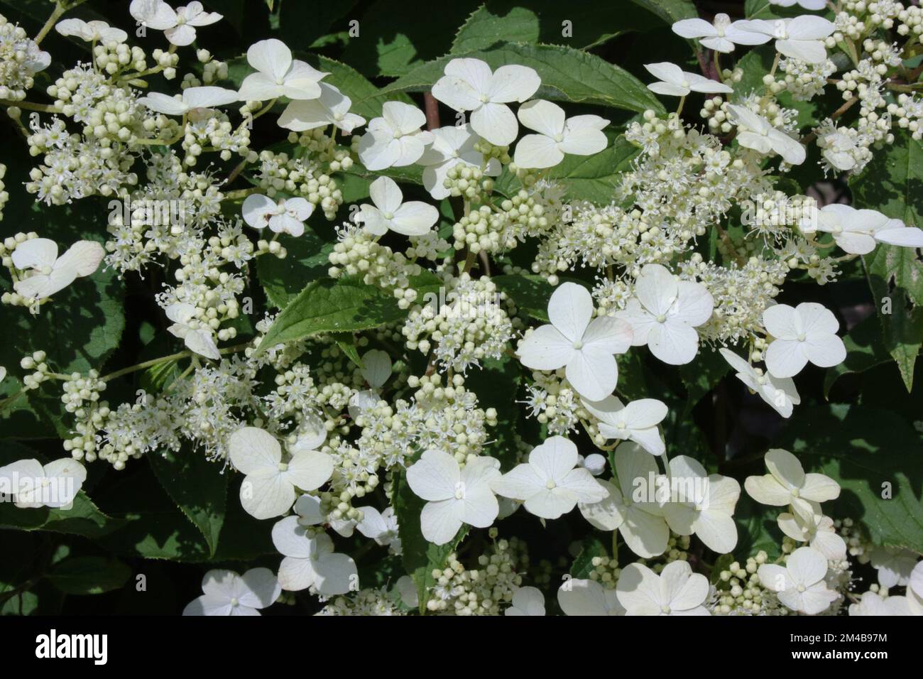 Climbing hydrangea hi-res stock photography and images - Alamy