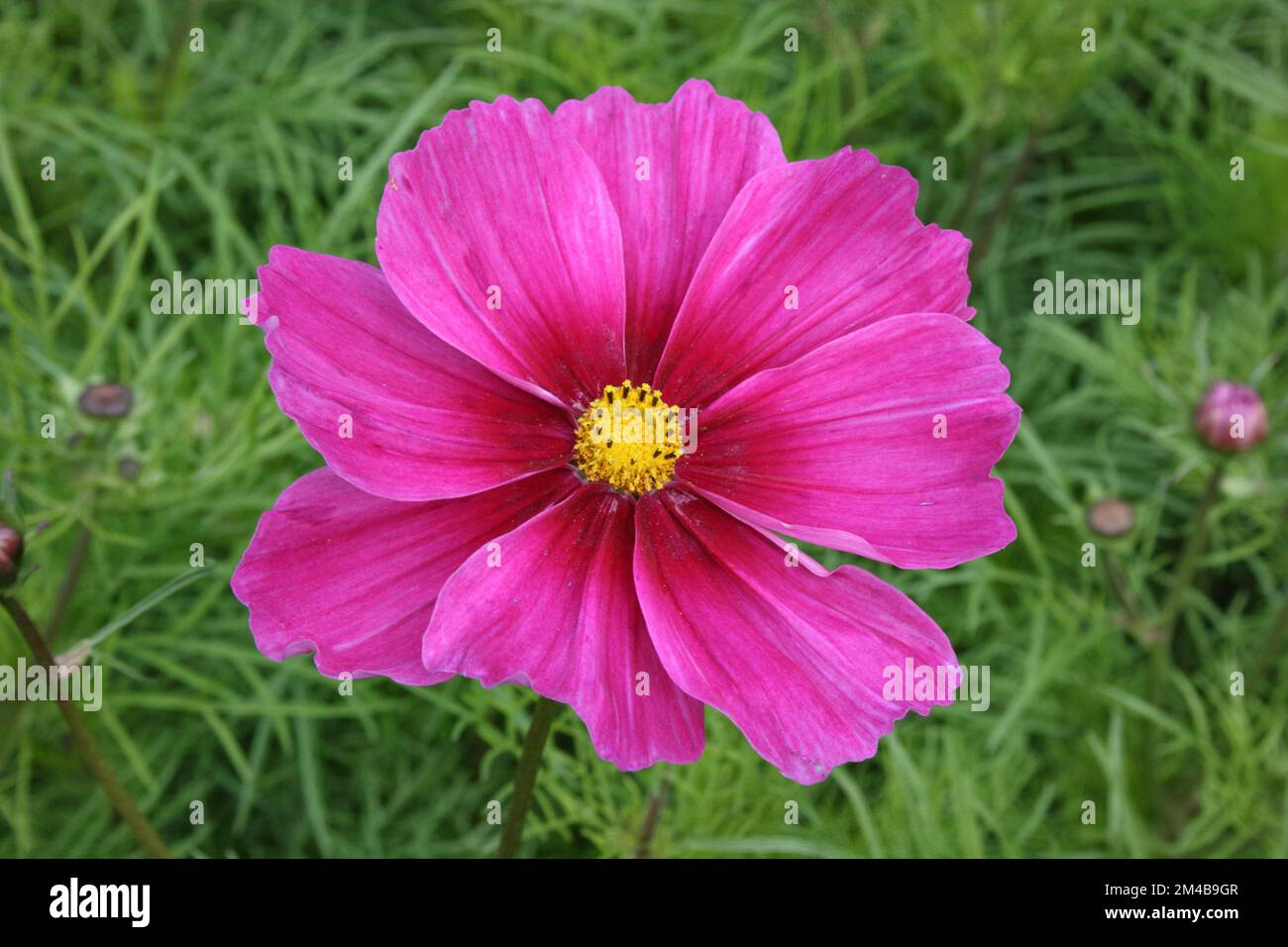 Flower of Mexican Aster (Cosmos bipinnatus 'Sensation' Stock Photo - Alamy