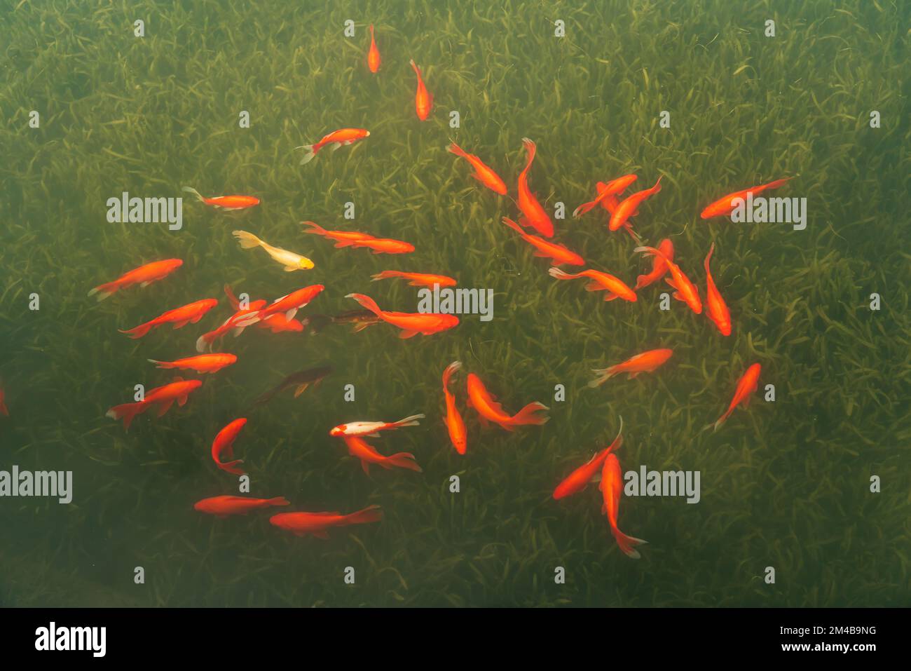 A group of red carp fish swimming in the shallow water Stock Photo - Alamy