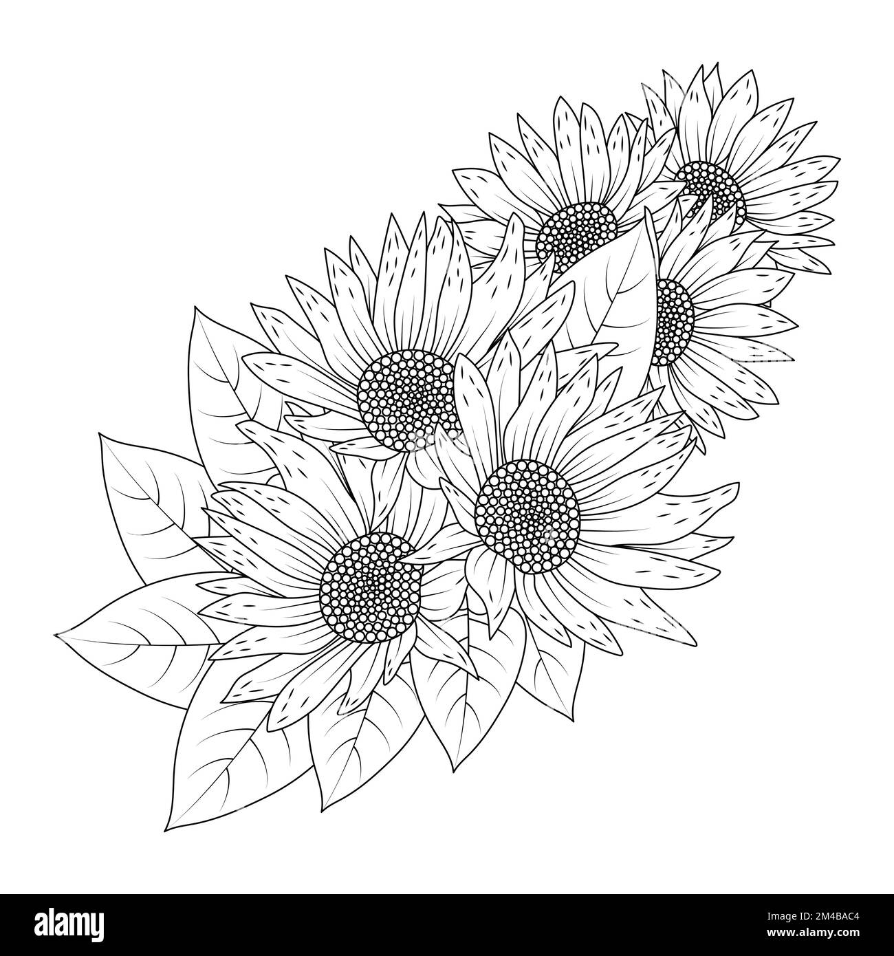 sunflower vector outline coloring page of blooming petal and leaves ...