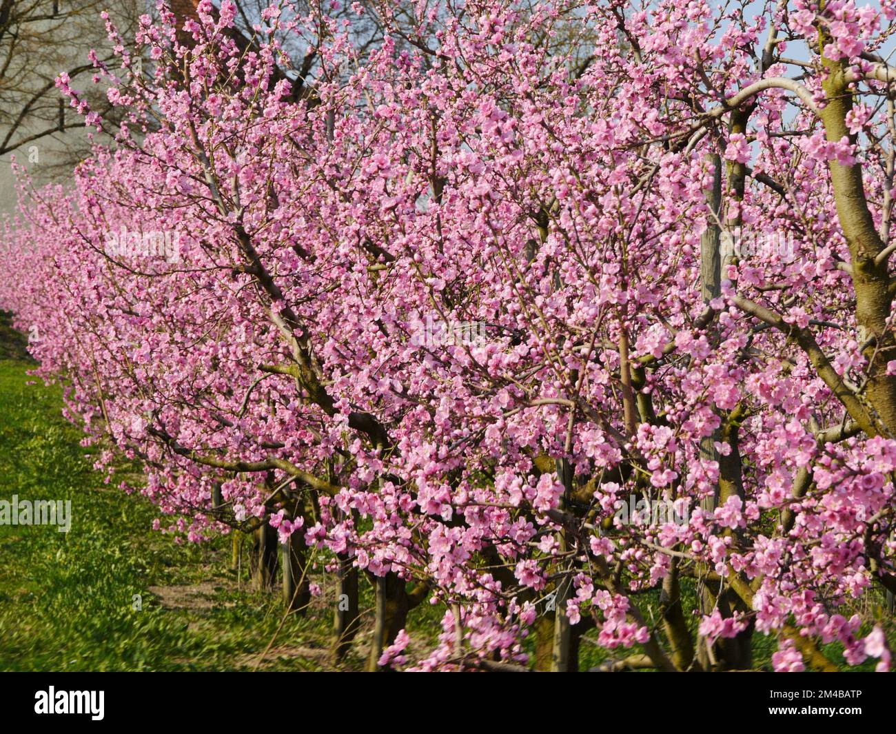 peach tree with pink flowers Stock Photo - Alamy