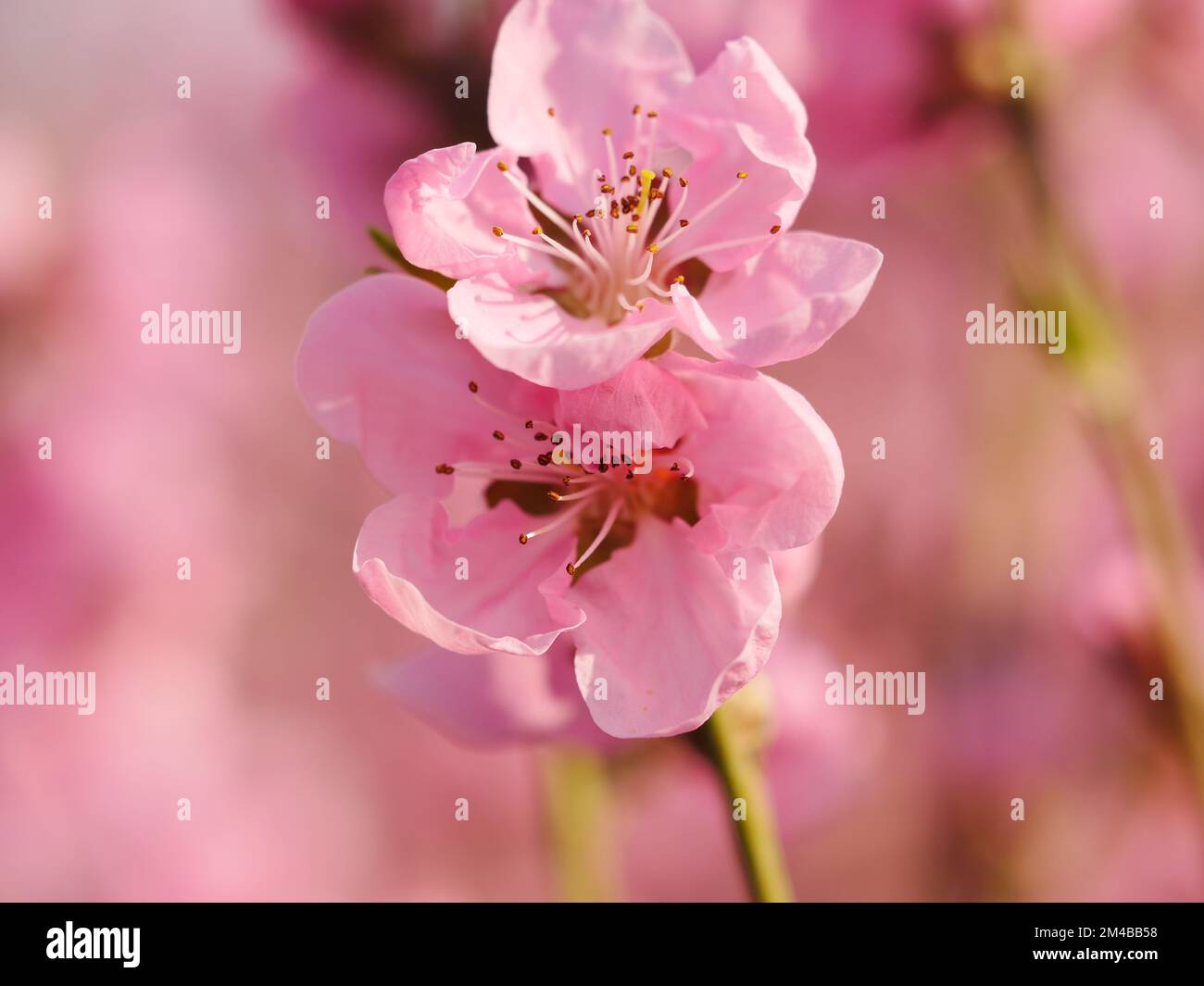 peach tree with pink flowers Stock Photo - Alamy