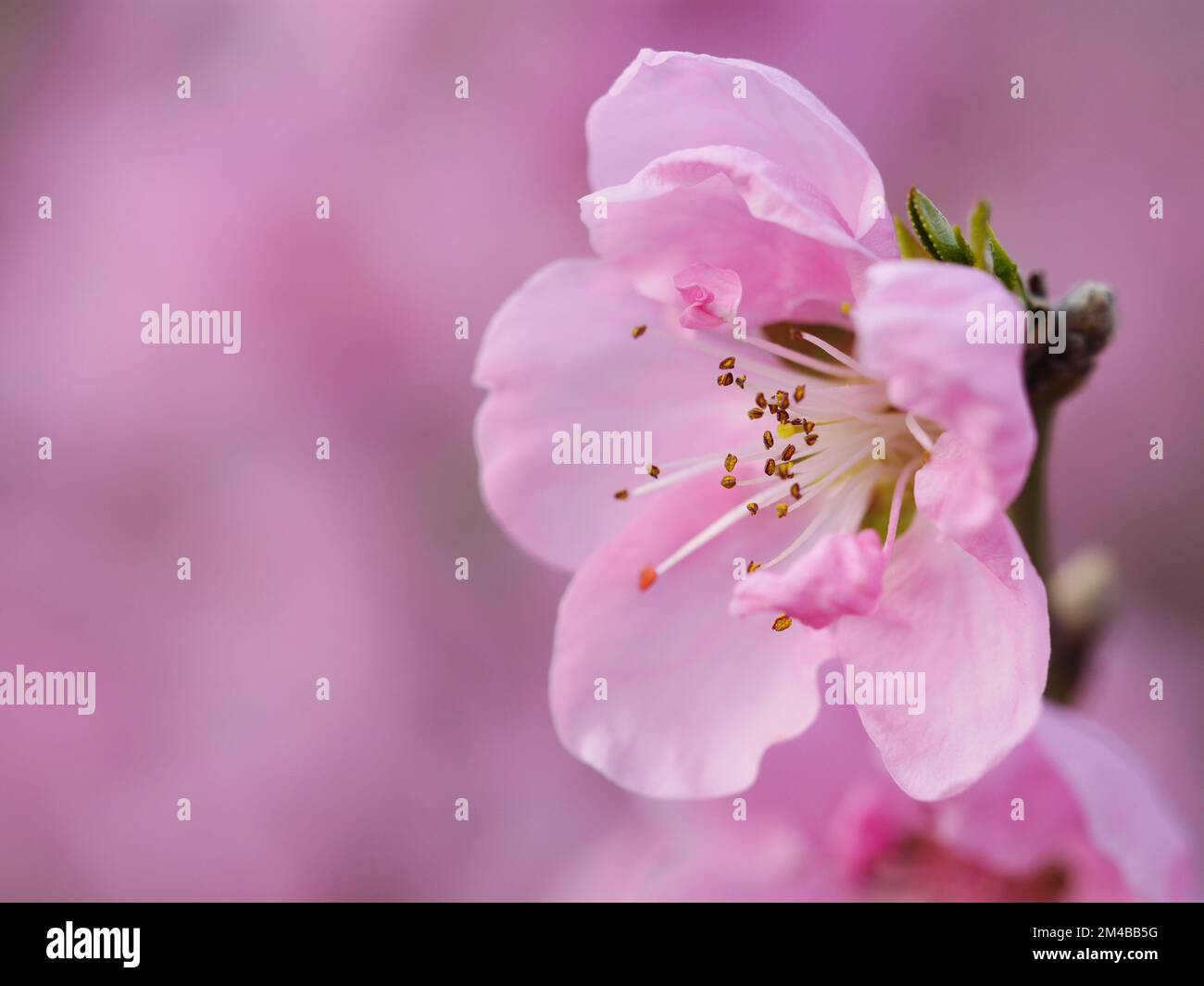 peach tree with pink flowers Stock Photo - Alamy