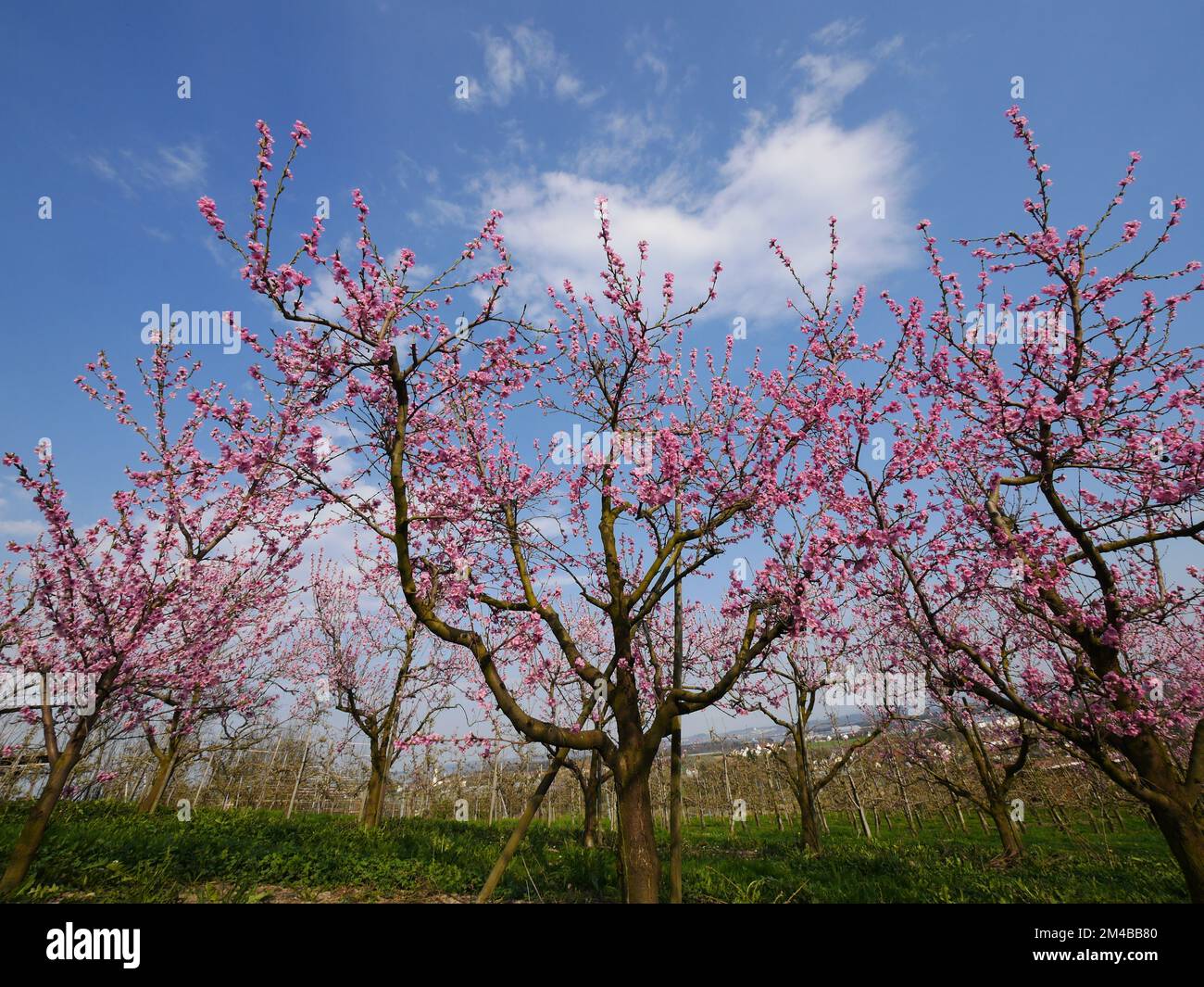 peach tree with pink flowers Stock Photo - Alamy
